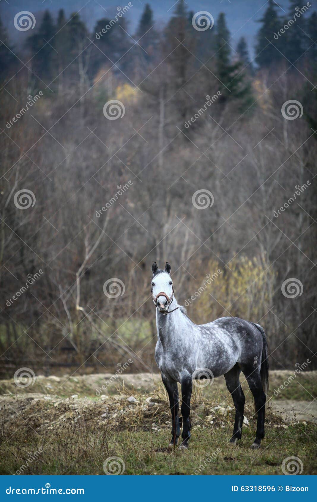 Lonely gray horse stock photo. Image of speed, gray, young - 63318596