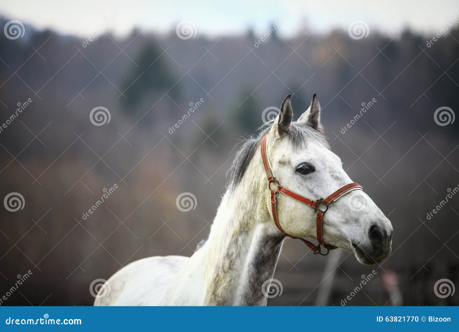 Lonely gray horse stock photo. Image of freedom, beauty - 63821770
