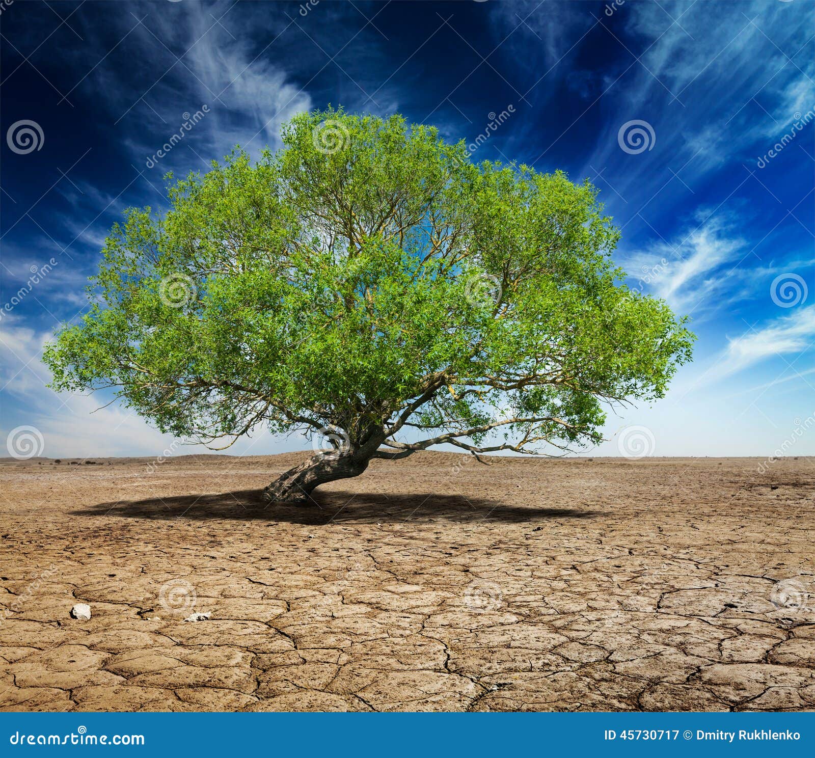 Lonely Green Tree on Cracked Earth Stock Image - Image of daylight ...