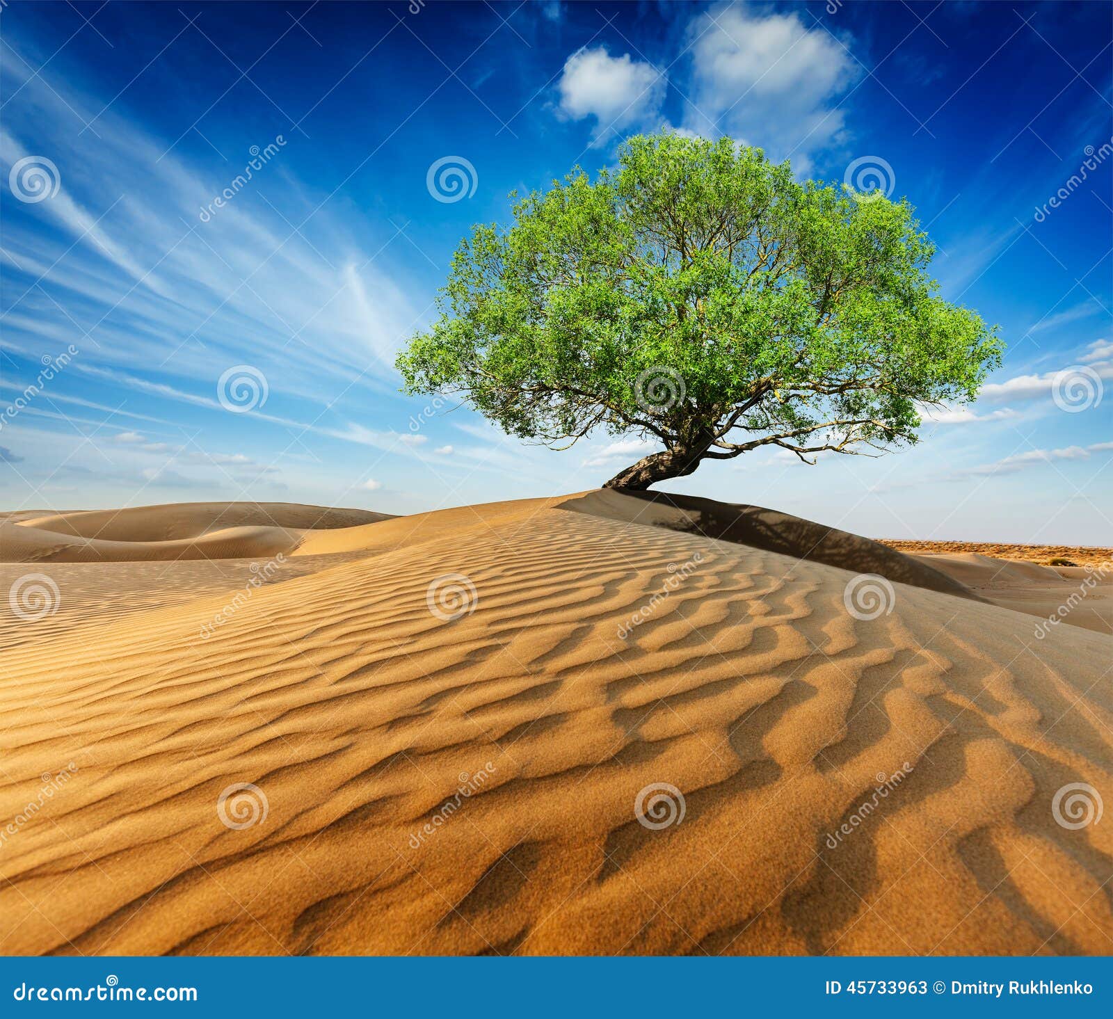 Lonely Green Tree in Desert Dunes Stock Image - Image of cataclysm ...