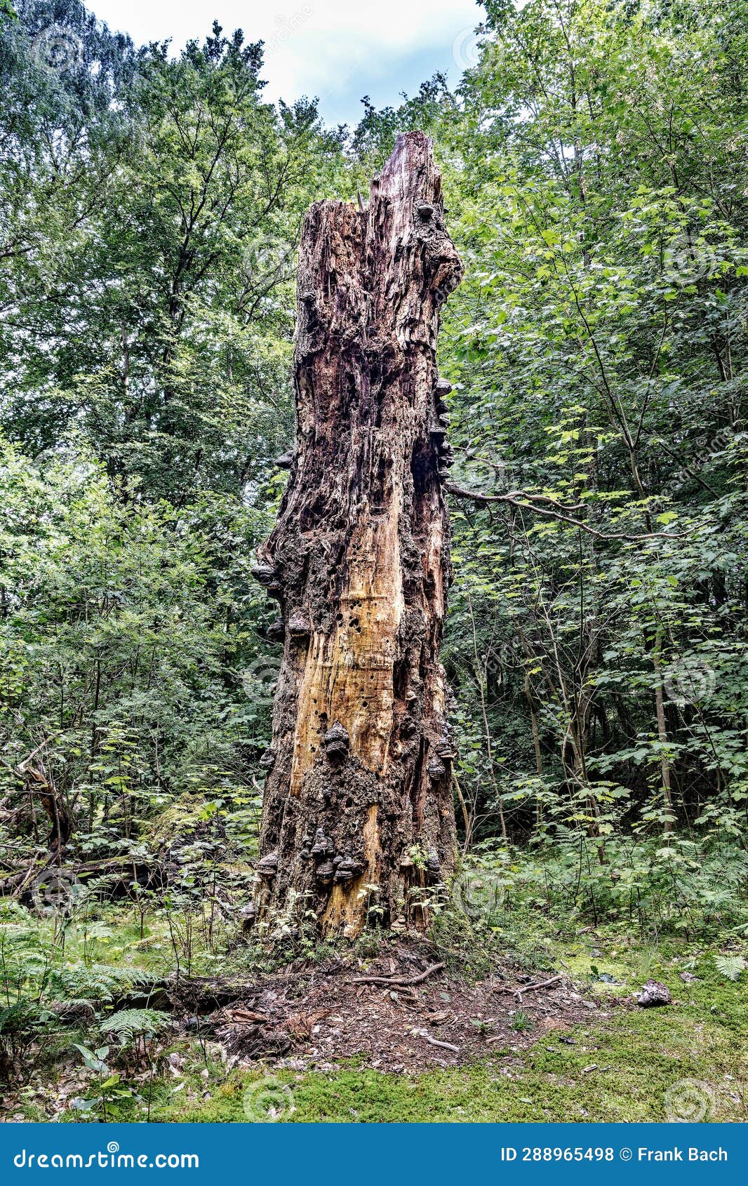 Lonely Green Tree in the Forests at the Danish, Sea High Lands, Denmark ...