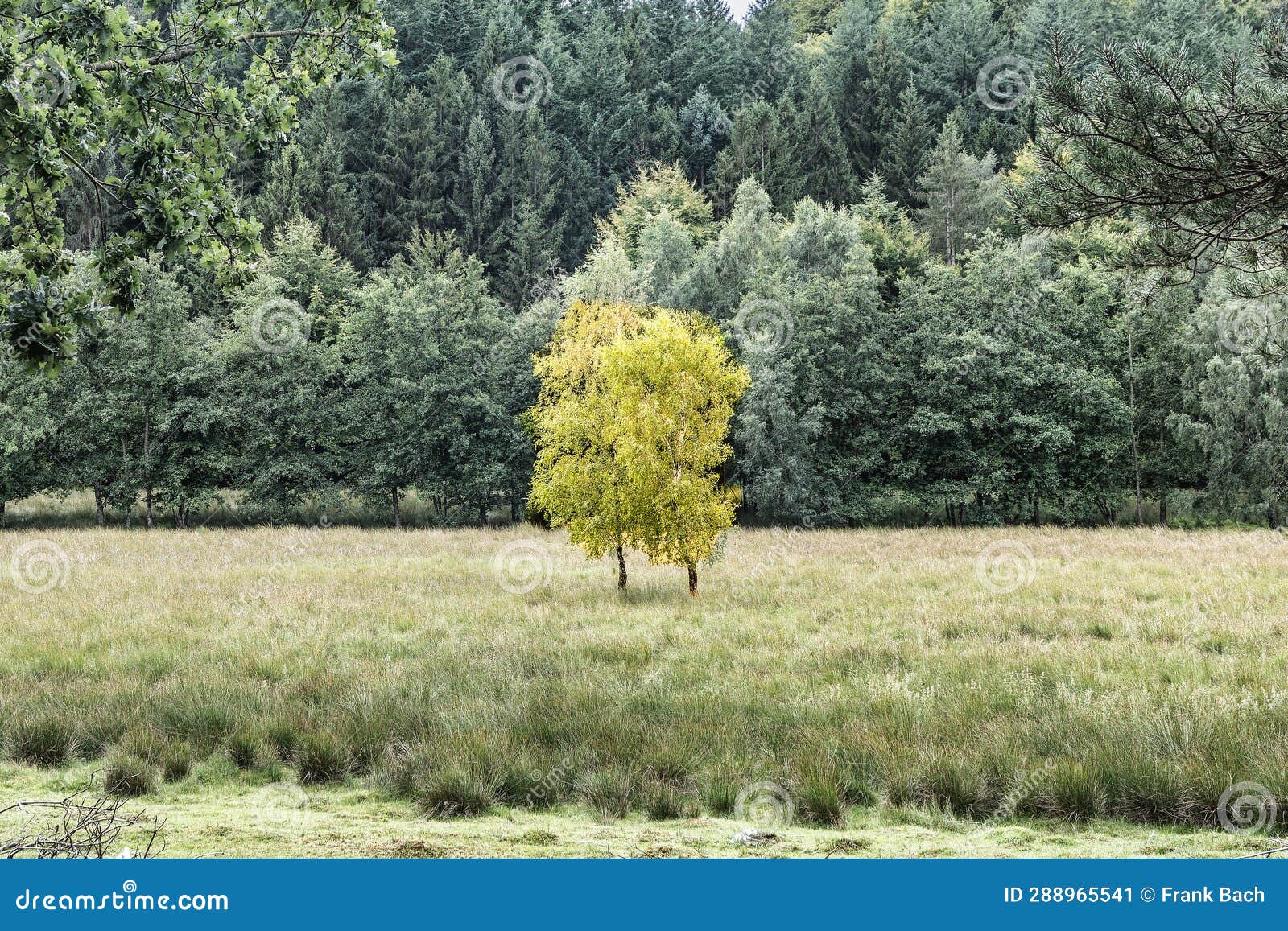 Lonely Green Tree in the Forests at the Danish, Sea High Lands, Denmark ...