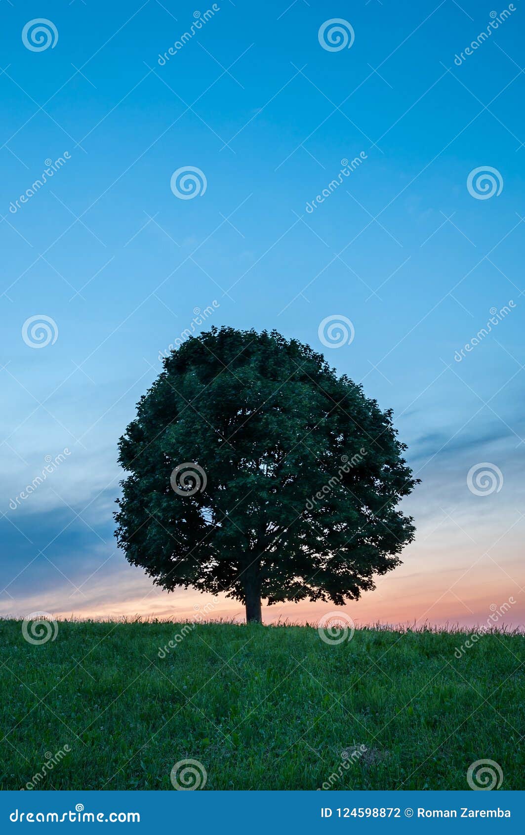 Lonely Green Tree on Grass at Sunset - Vertical Stock Photo - Image of ...