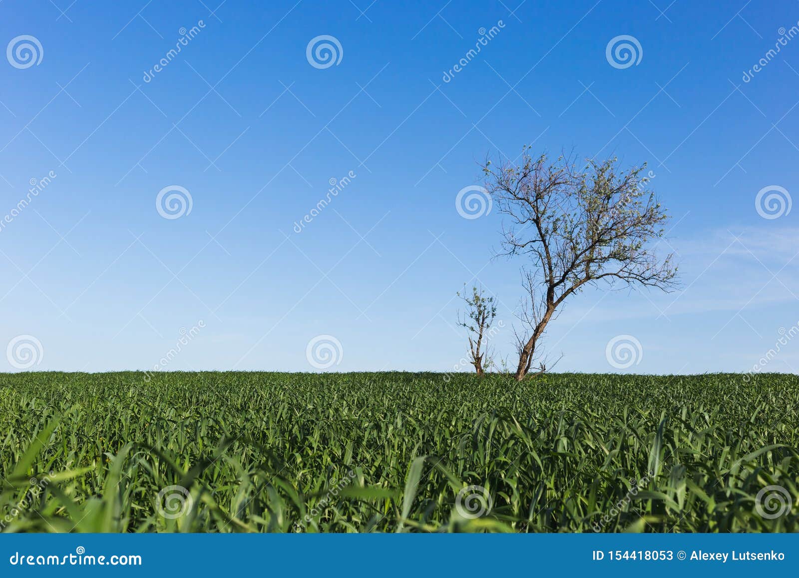 Lonely Green Tree in the Middle of a Field Stock Image - Image of ...