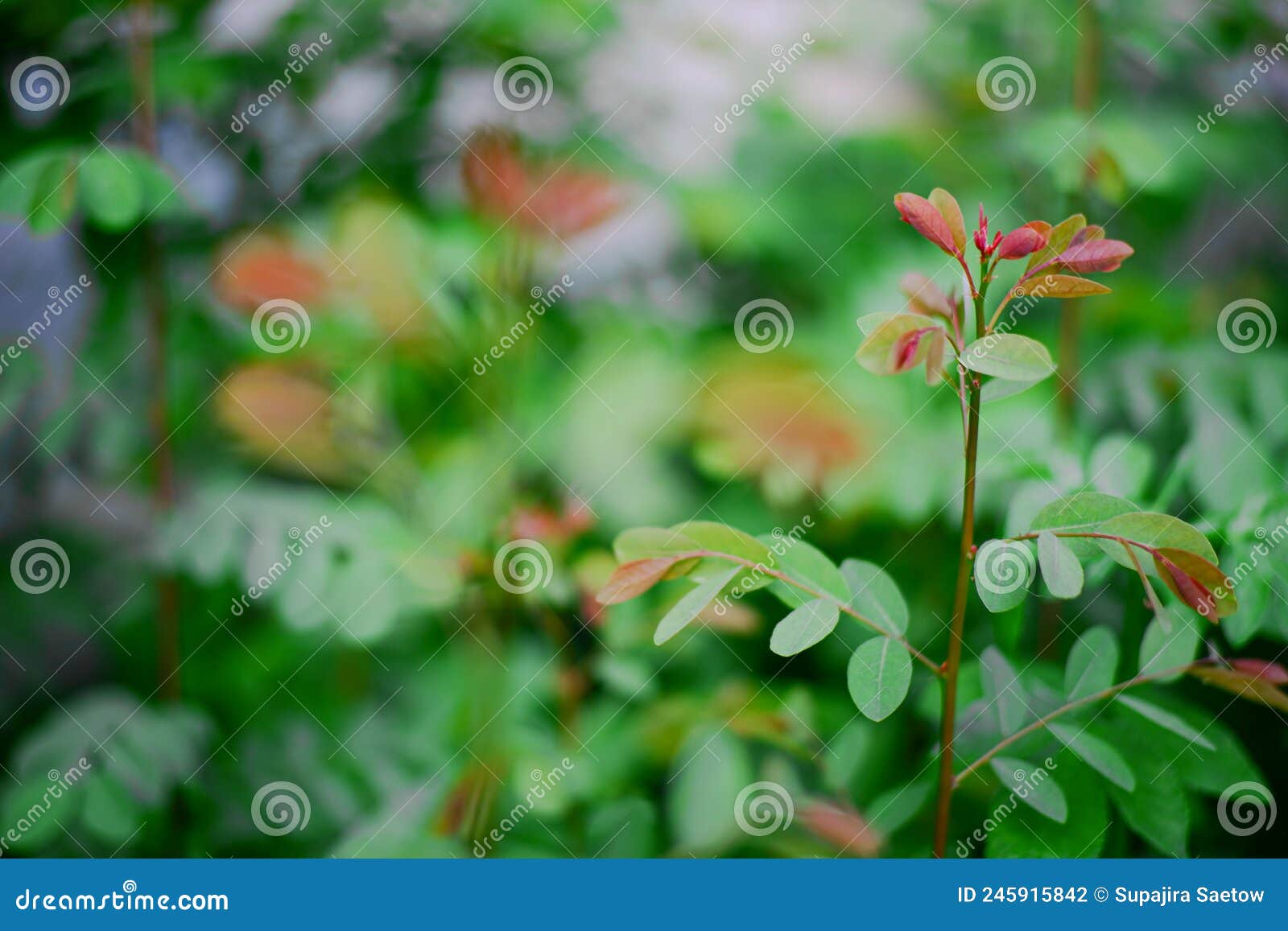 Lonely Green Tree Sprouts in Spring Forest Under Sunlight Under Close ...