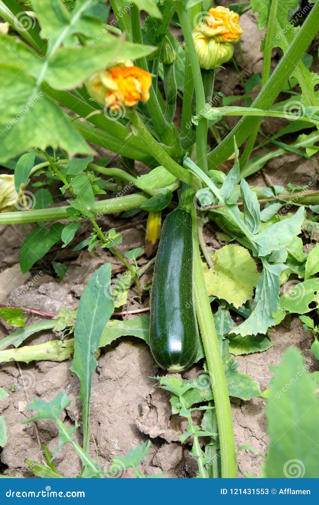 Small Green Fresh Growing Zucchini Stock Image - Image of crop, diet ...