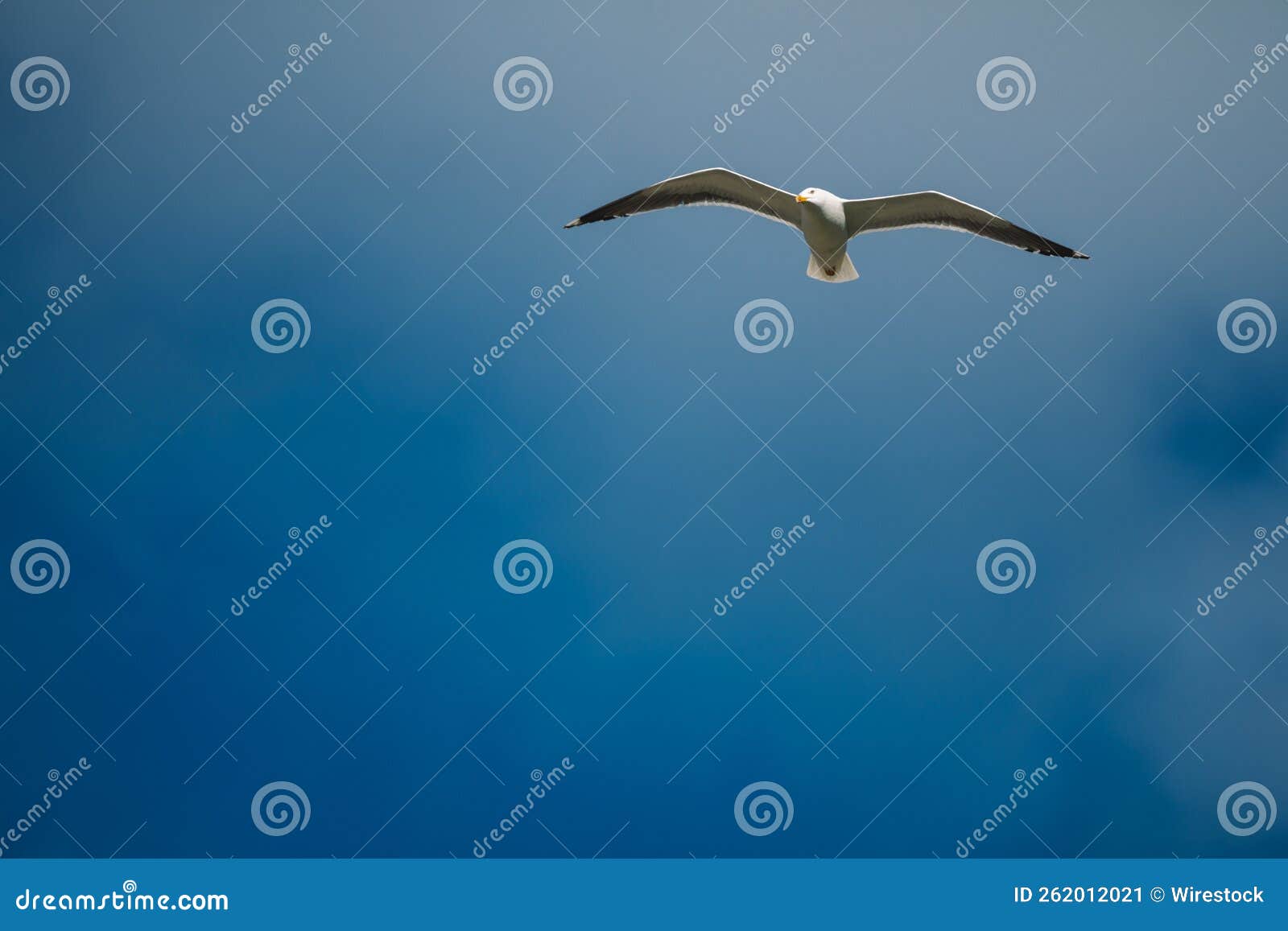 Lonely Gull Flying in the Blue Sky. Stock Image - Image of seagull ...