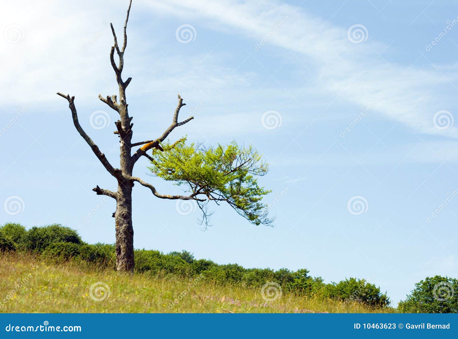 Lonely Half Dried Tree Stock Photos - Image: 10463623