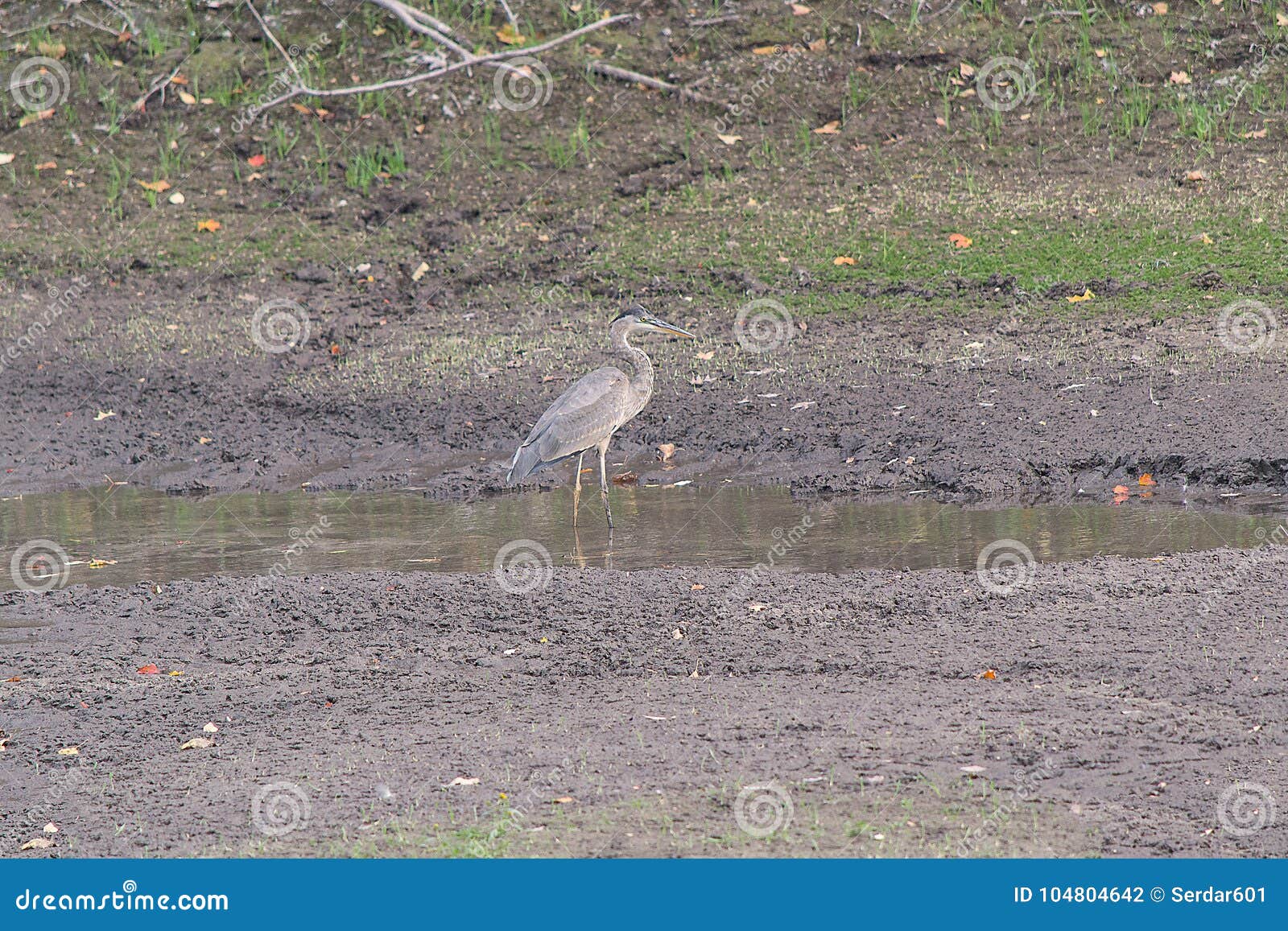 A lonely Heron in water. stock photo. Image of bank - 104804642