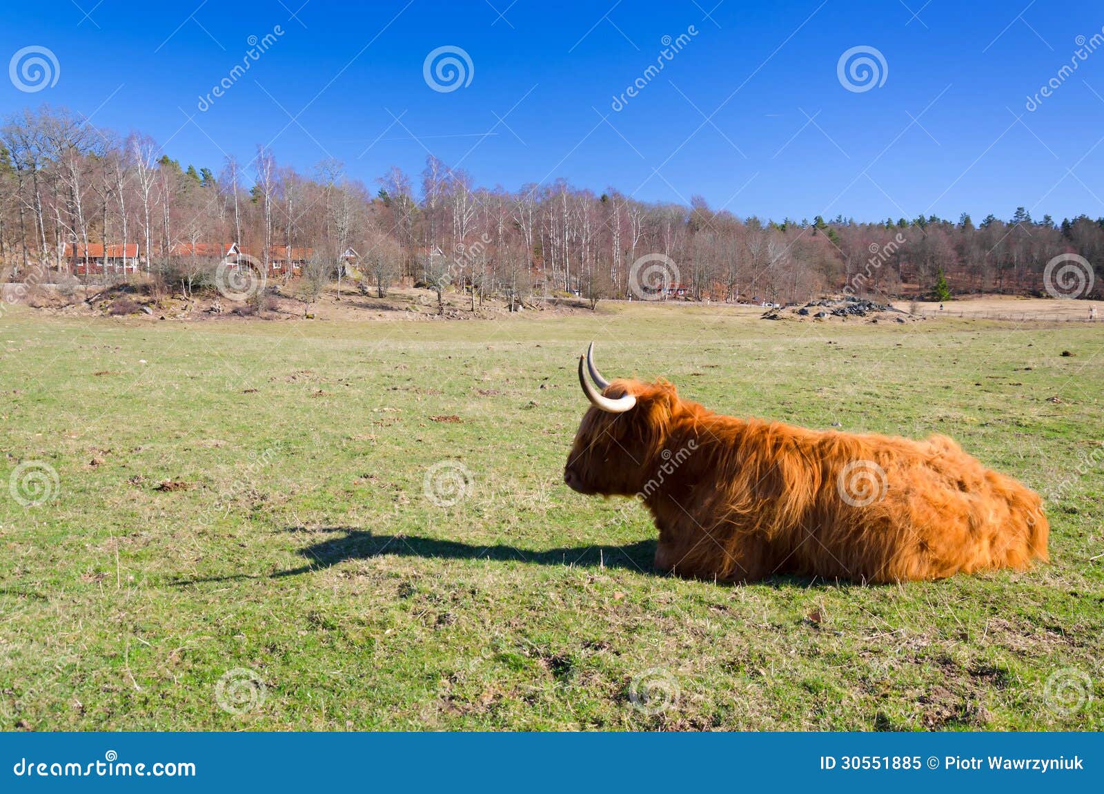Lonely highland cattle cow stock image. Image of alone - 30551885