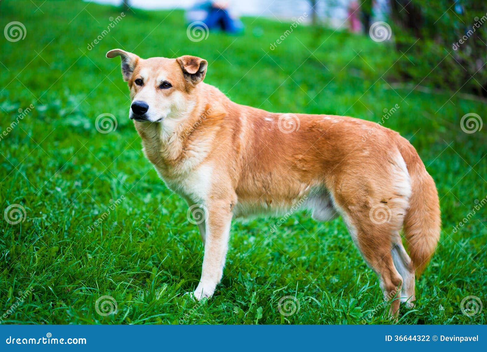Lonely homeless dog stock photo. Image of homeless, sniff - 36644322
