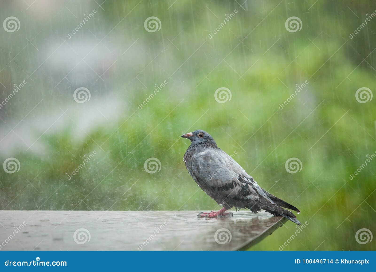 Lonely Homeless Pigeon Bird Standing in Hard Raining Stock Photo ...