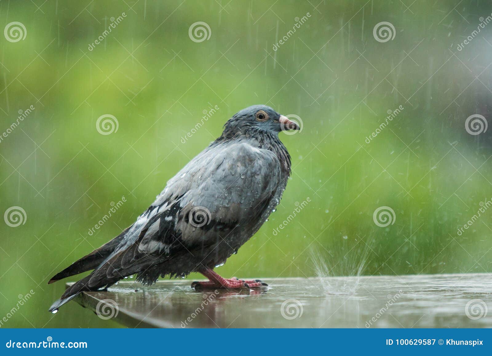Lonely Homeless Pigeon Bird Standing in Hard Raining Stock Image ...
