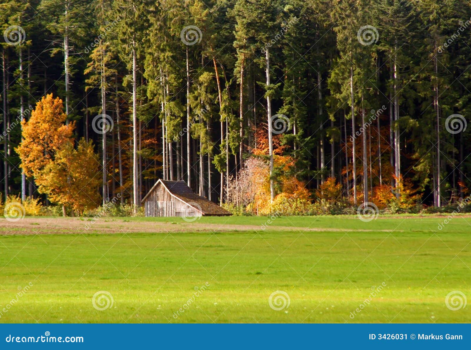 Lonely House In The Forest Stock Image | CartoonDealer.com #205984861