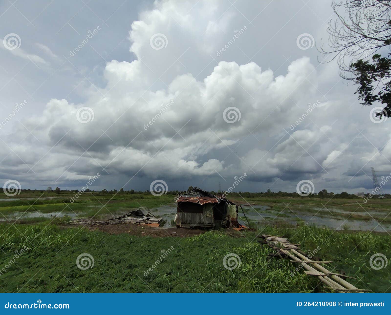 Lonely House in the Middle of a Swamp Stock Photo - Image of grass ...