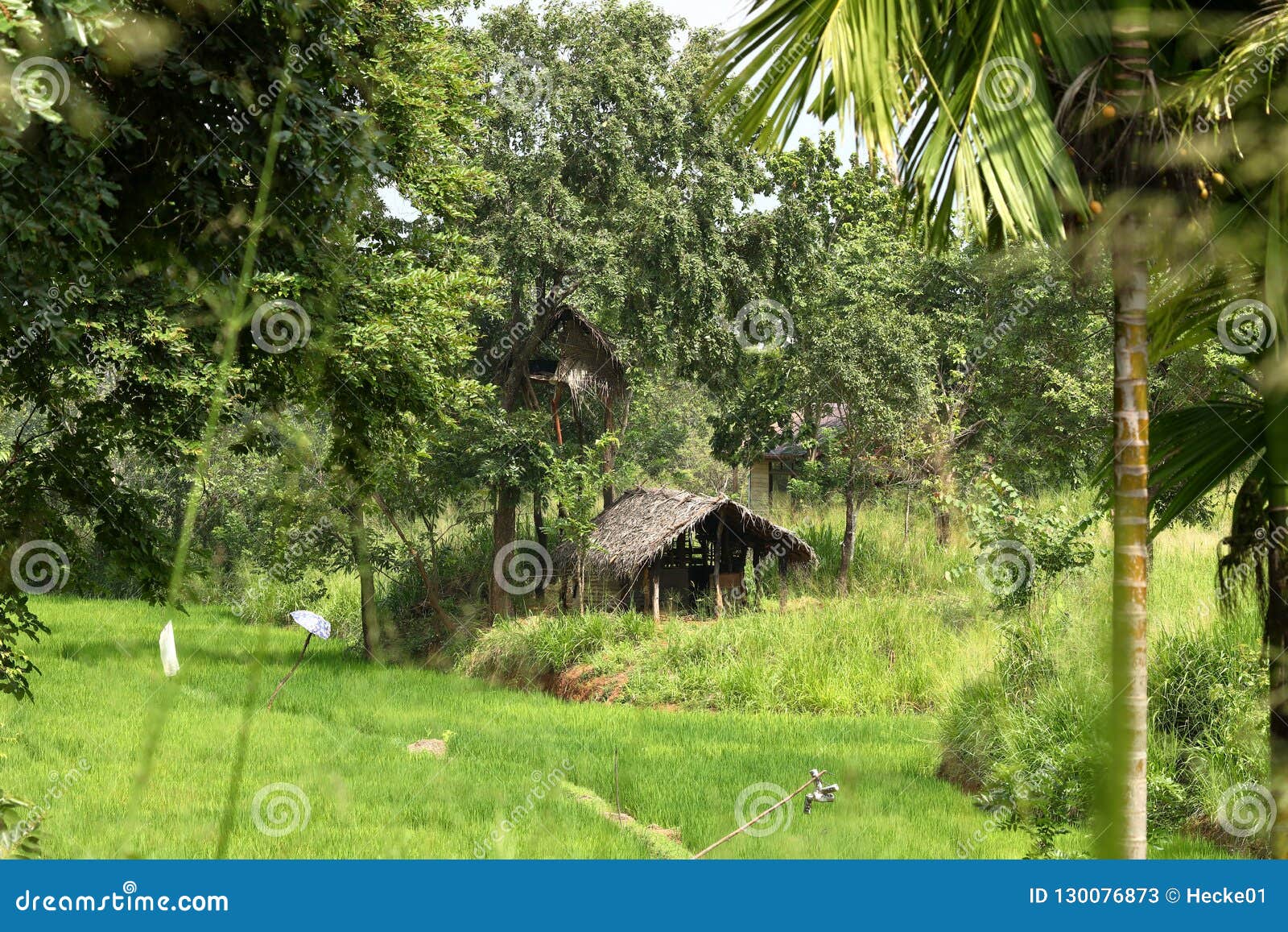 Lonely hut in the jungle stock image. Image of outdoor - 130076873