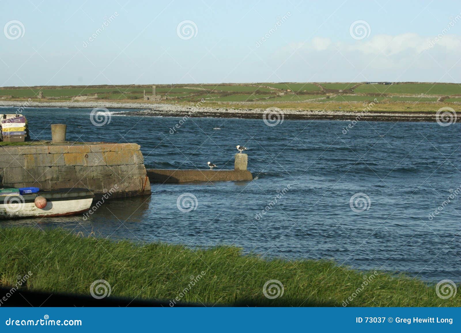 Lonely Irish Seagull stock image. Image of country, ruin - 73037