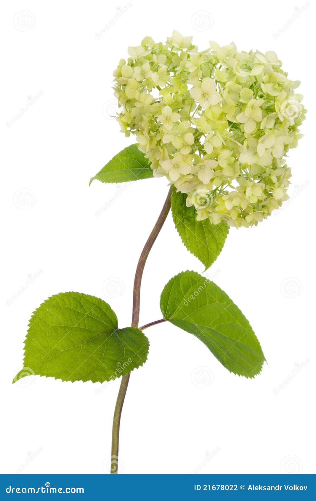 Lonely Isolated Hydrangea Bush Stock Photo - Image of agriculture ...