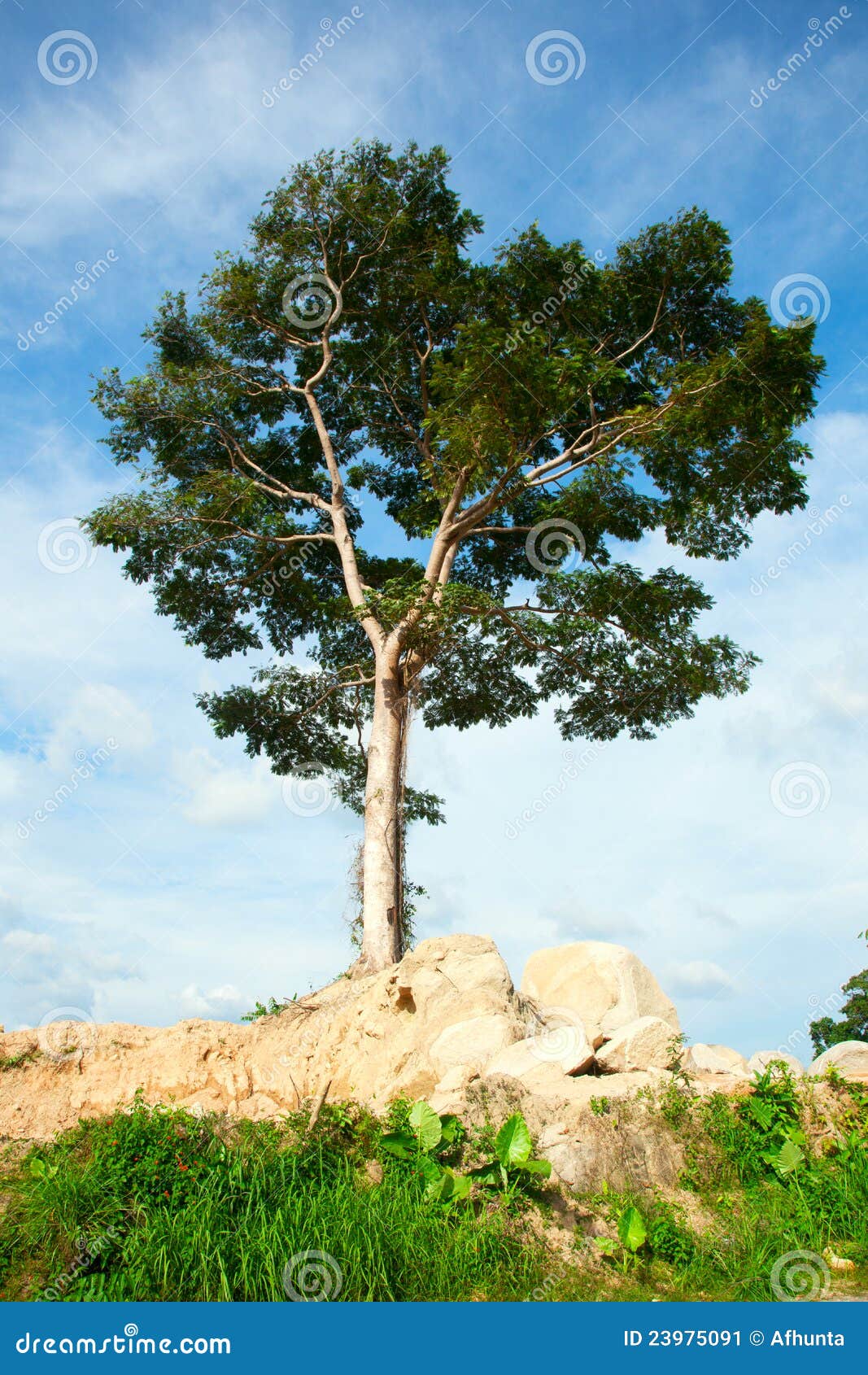 Lonely jack tree stock image. Image of single, natural - 23975091
