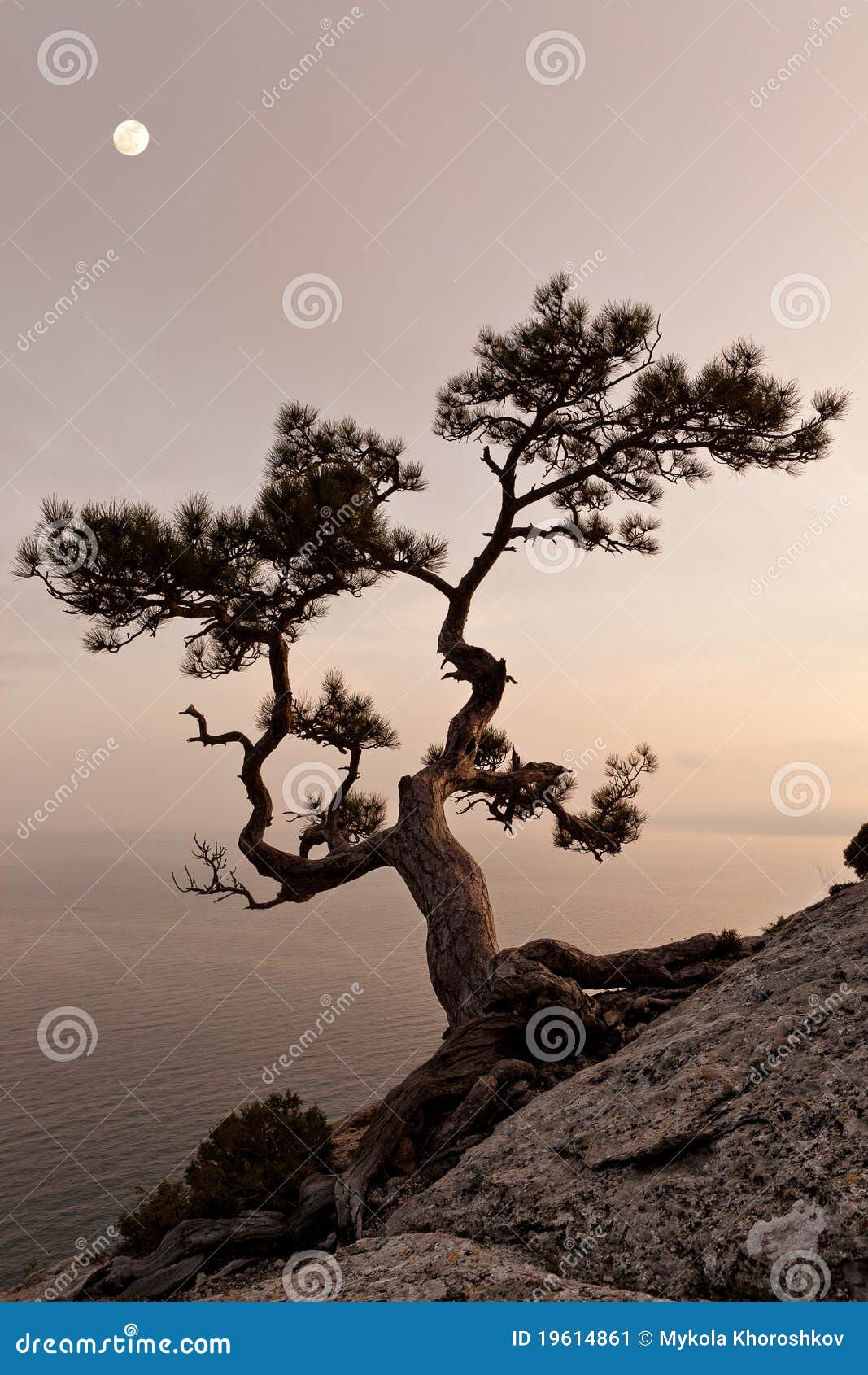 Lonely Juniper Tree with Full Moon Stock Image - Image of sunlight ...