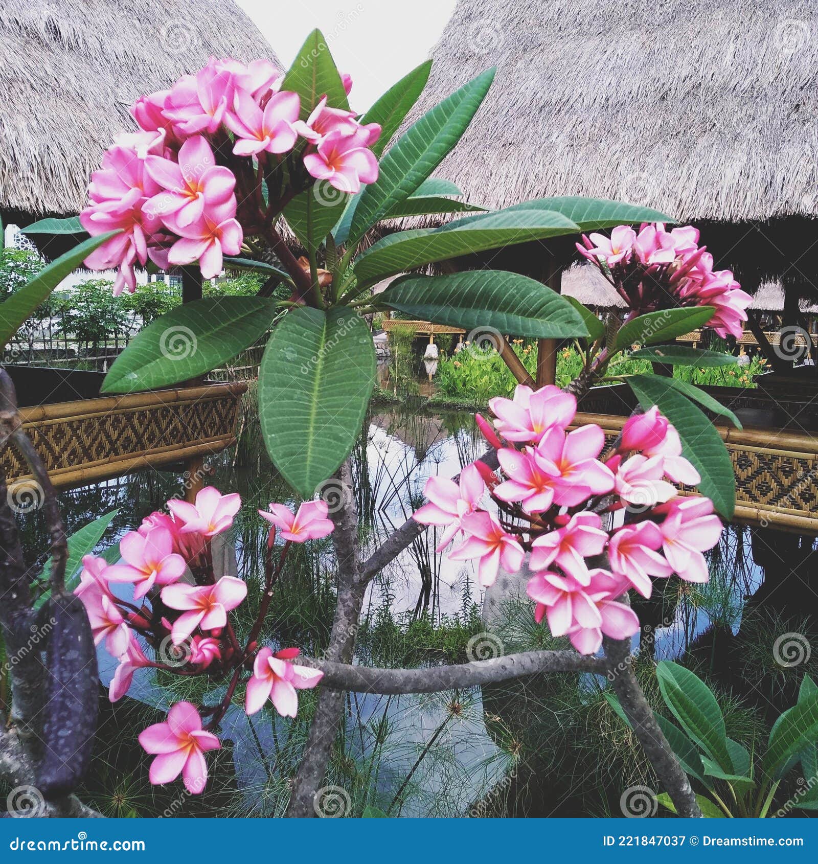 Lonely Kamboja Stock Photos - Free & Royalty-Free Stock Photos from ...