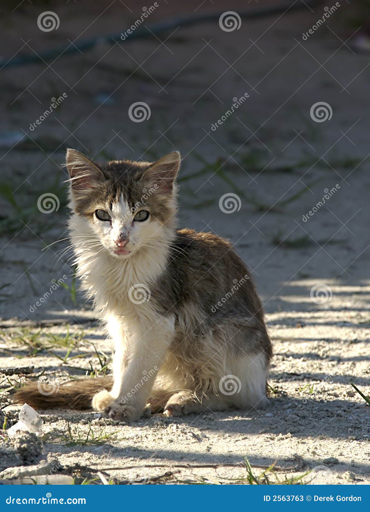 Lonely Kitten stock image. Image of pity, pretty, hope - 2563763