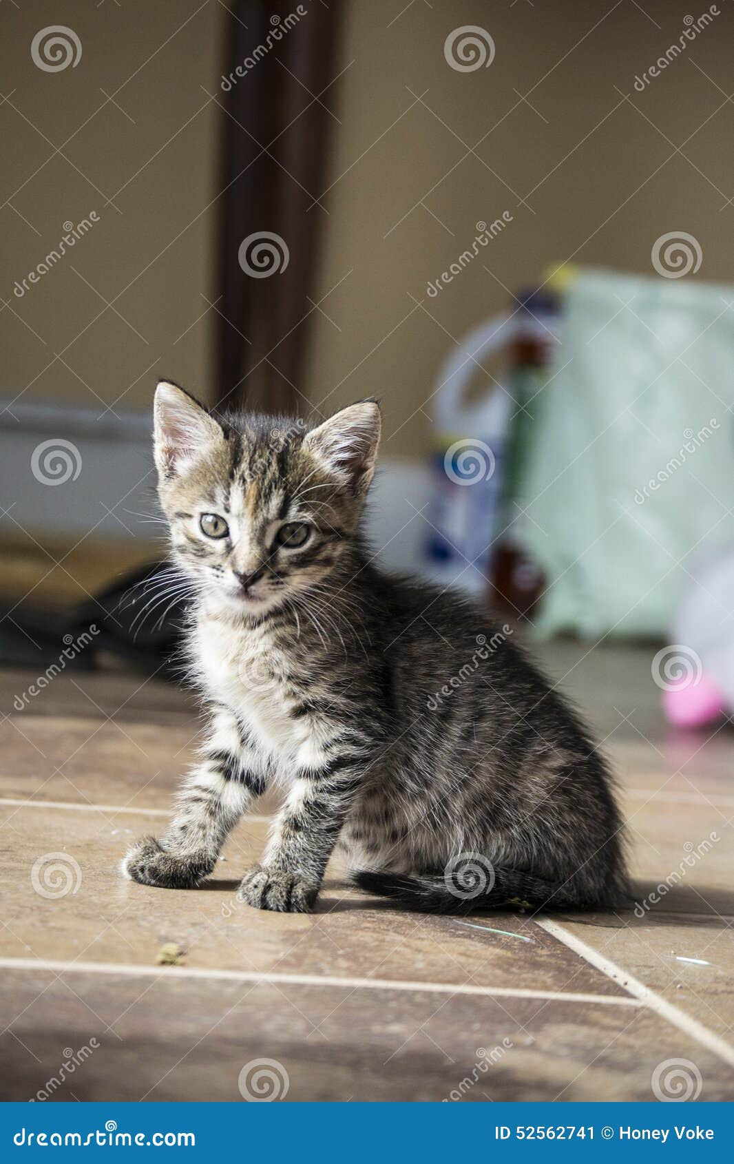 Lonely Kitten stock image. Image of little, kitten, brown - 52562741