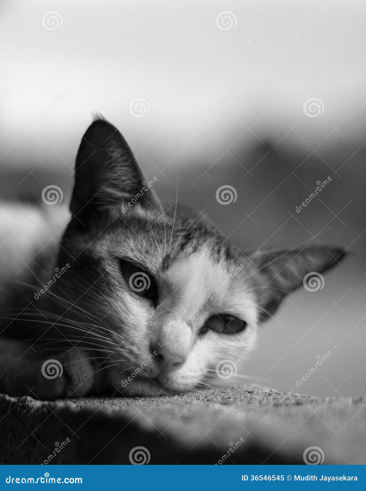 Lonely Kitten stock image. Image of puss, close, grey - 36546545