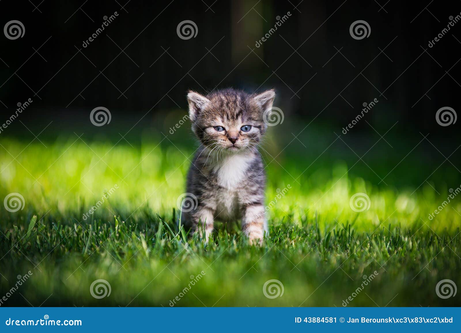 Lonely kitty stock image. Image of looking, lonely, alone - 43884581