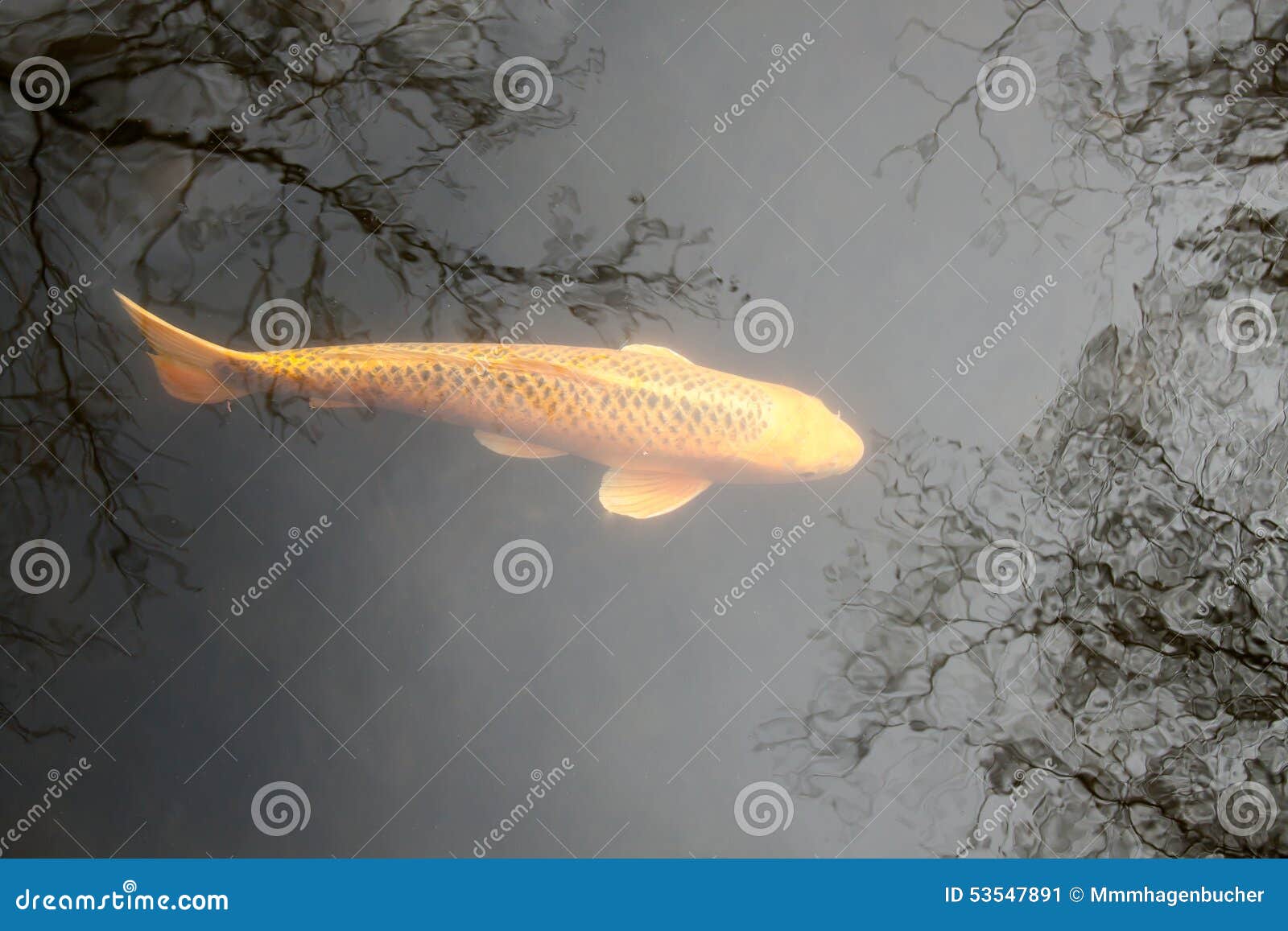 Lonely Koi Stock Photos - Free & Royalty-Free Stock Photos from Dreamstime