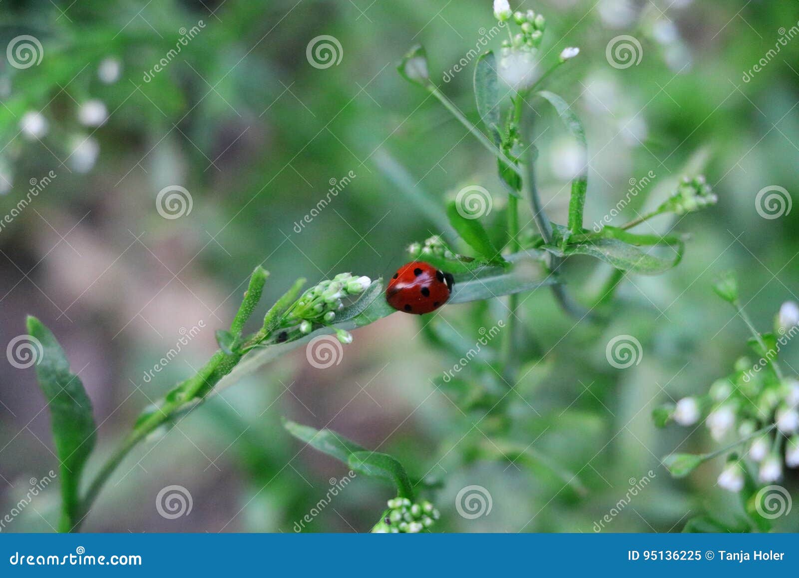 Lonely ladybug stock image. Image of coloured, black - 95136225