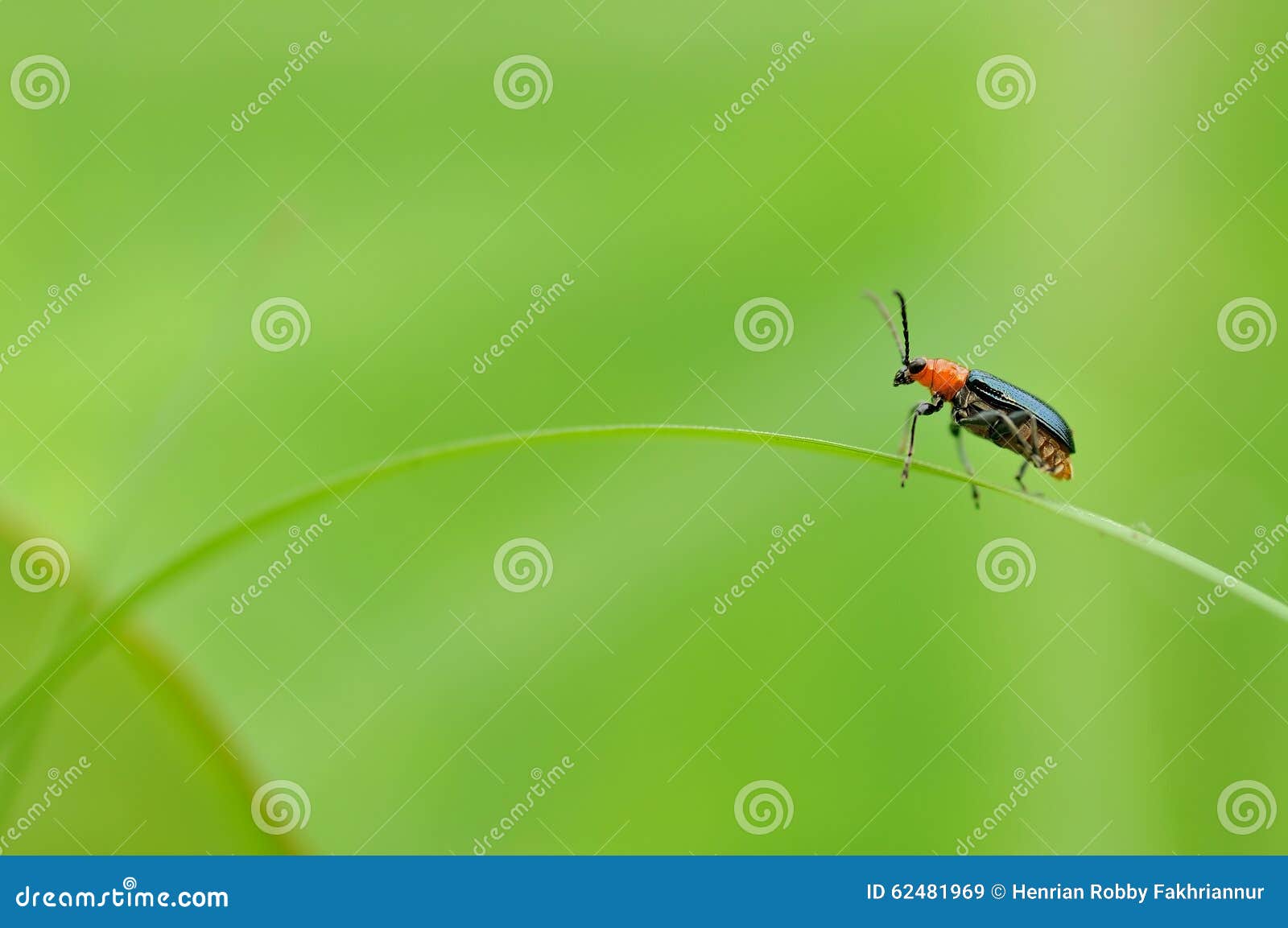 Lonely Ladybug on the Grass with Blurred Background Stock Image - Image ...