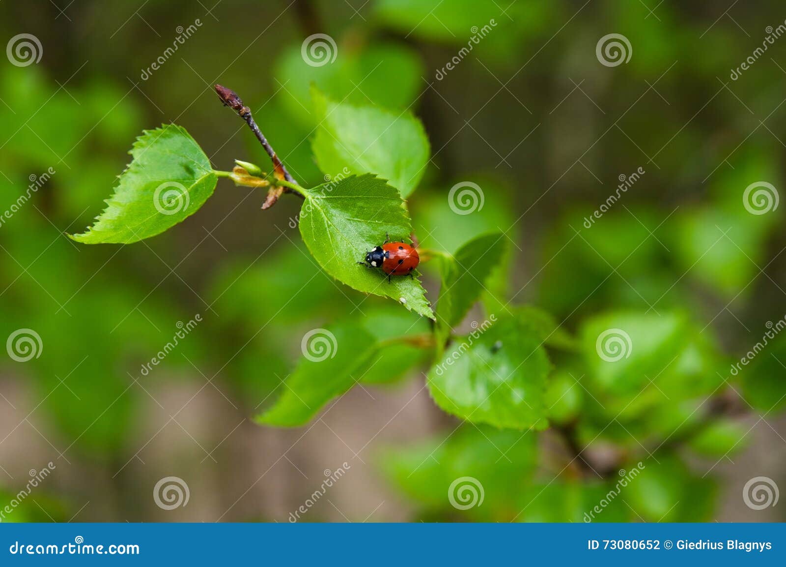 Lonely Ladybug on a Green Leave Stock Photo - Image of natural, bright ...