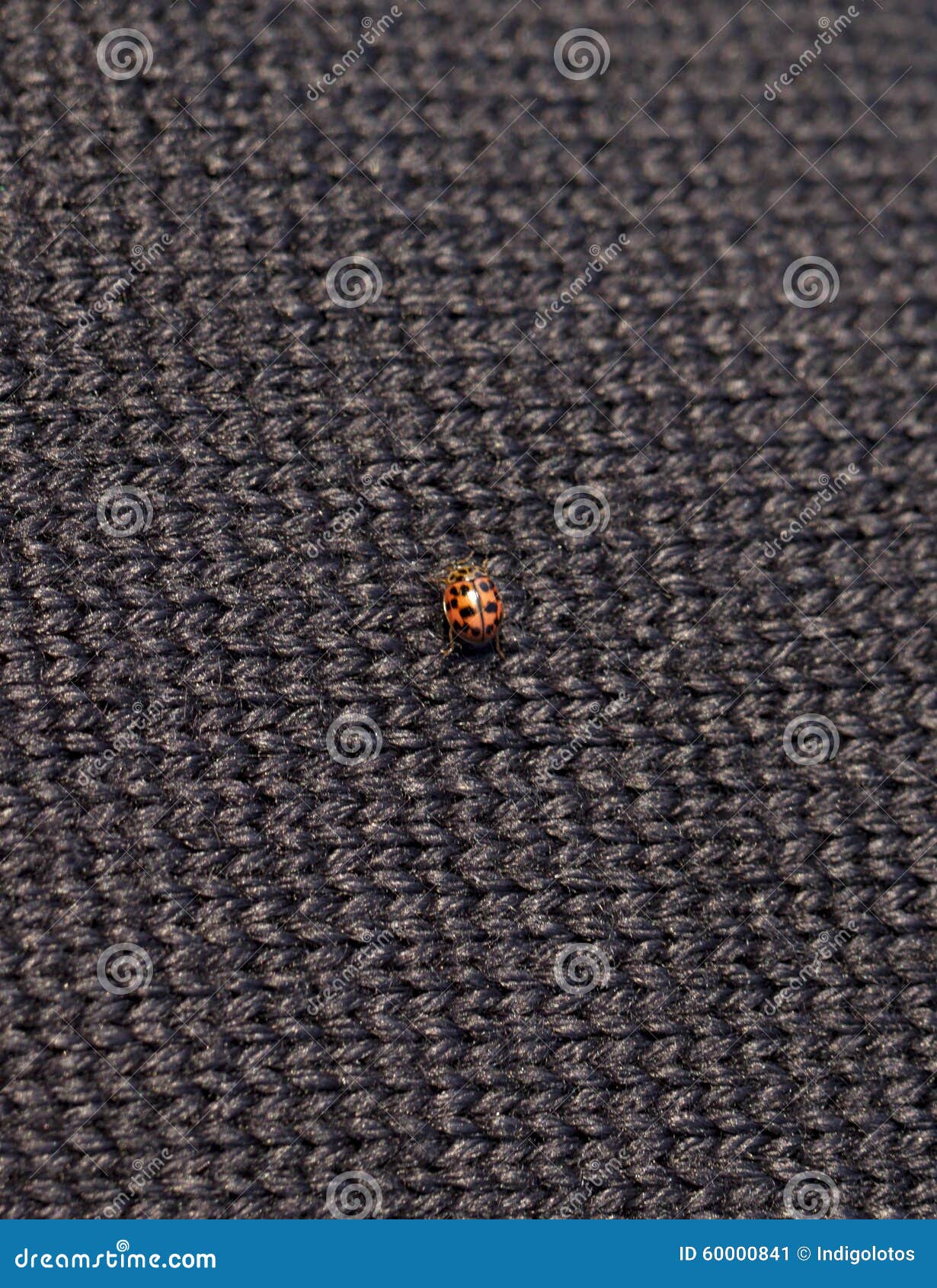 Lonely ladybug stock image. Image of color, colorful - 60000841