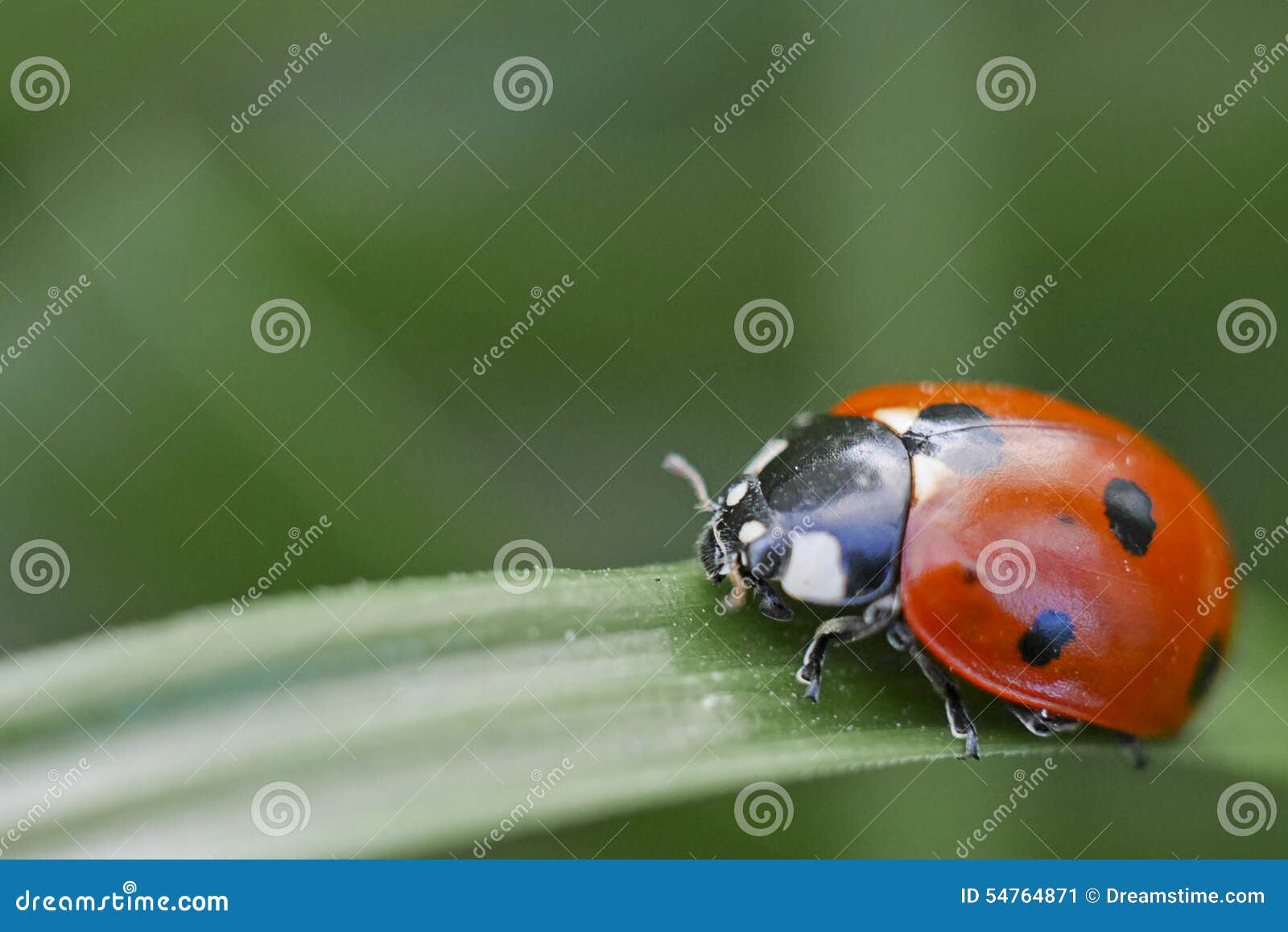 Lonely Ladybug stock image. Image of lonely, spots, closeup - 54764871