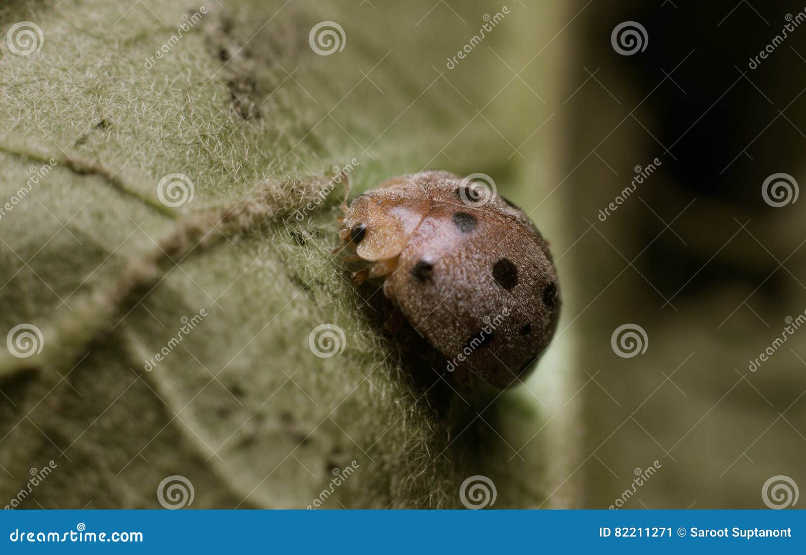 Lonely ladybug stock image. Image of cute, insect, macro - 82211271