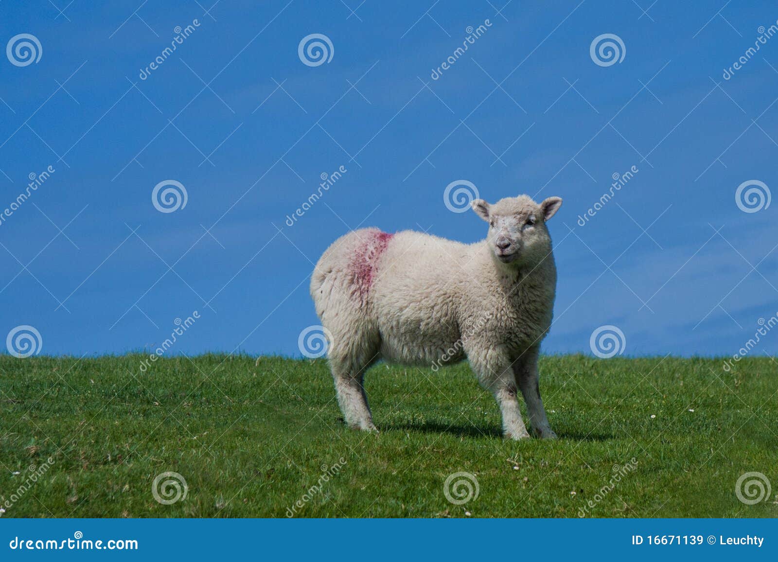A lonely lamb stock image. Image of vacation, lamb, family - 16671139