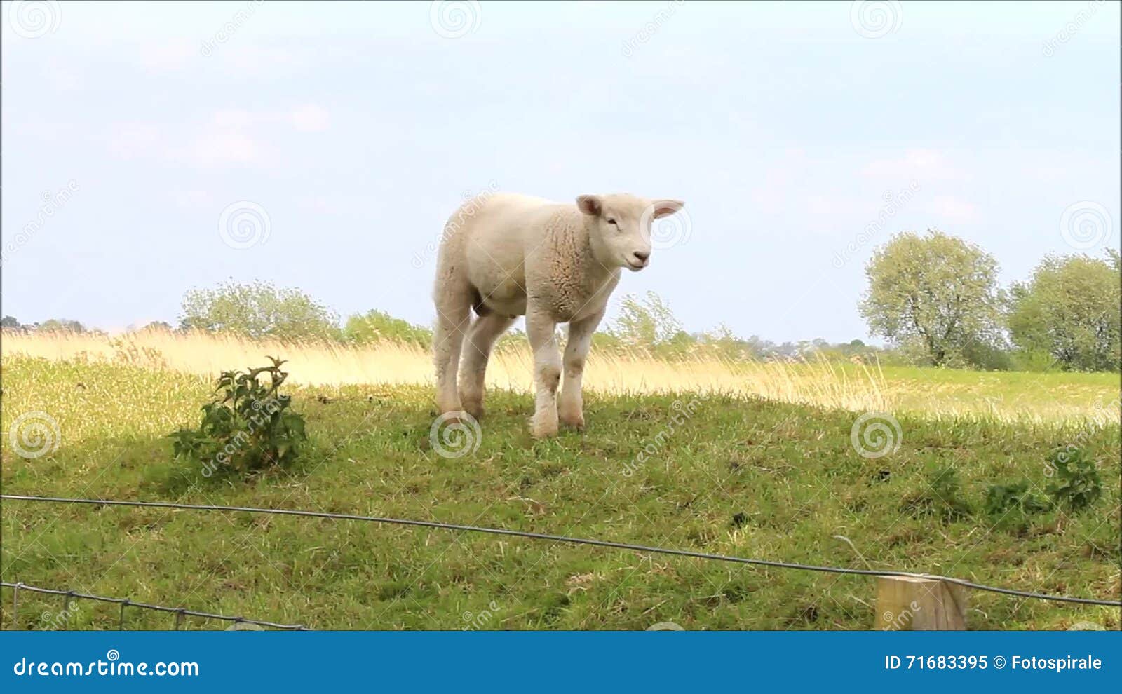 Lonely lamb on stock video. Video of little, lambs, field - 71683395