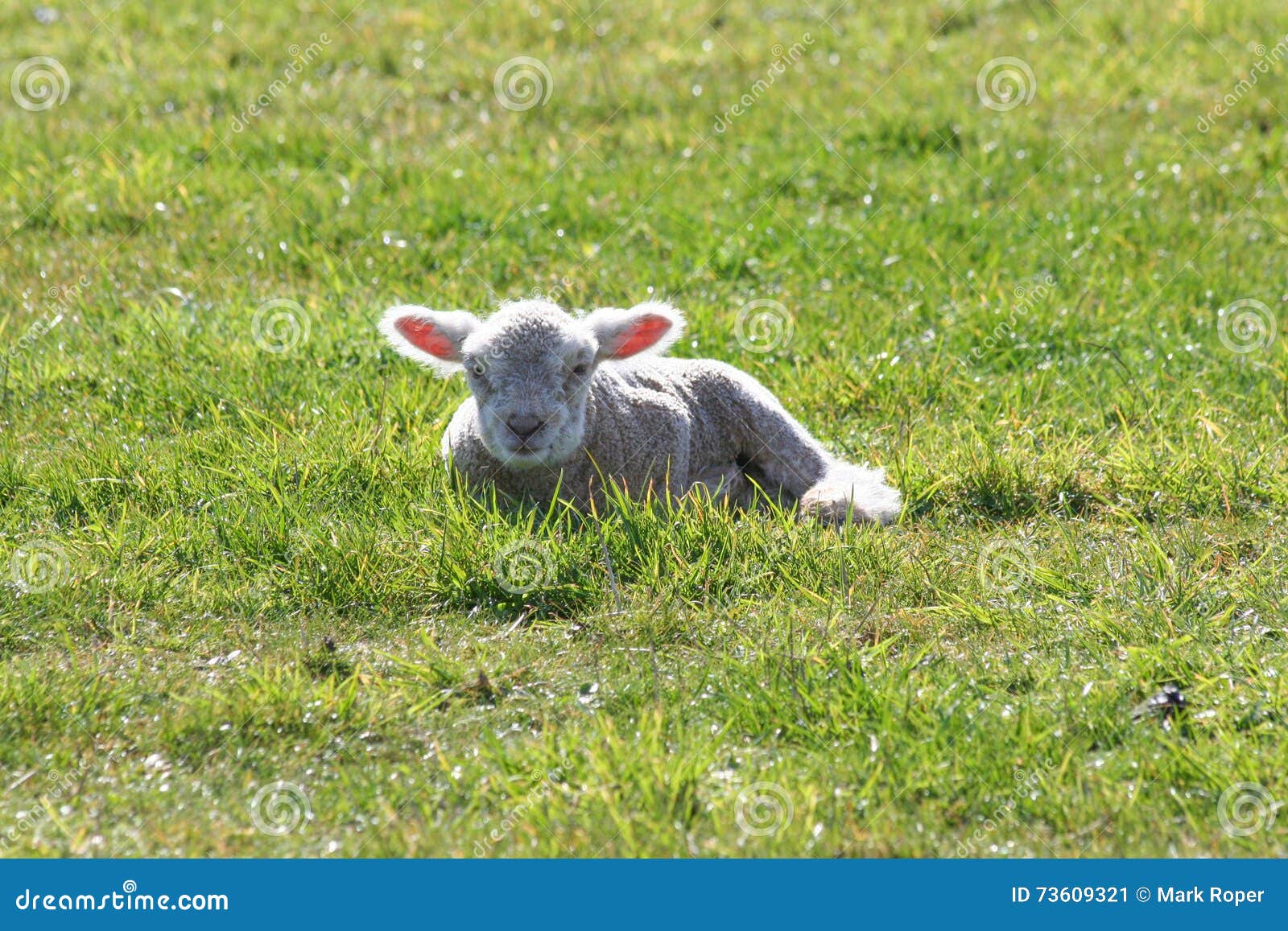 Lonely lamb laying stock image. Image of eyes, lonely - 73609321