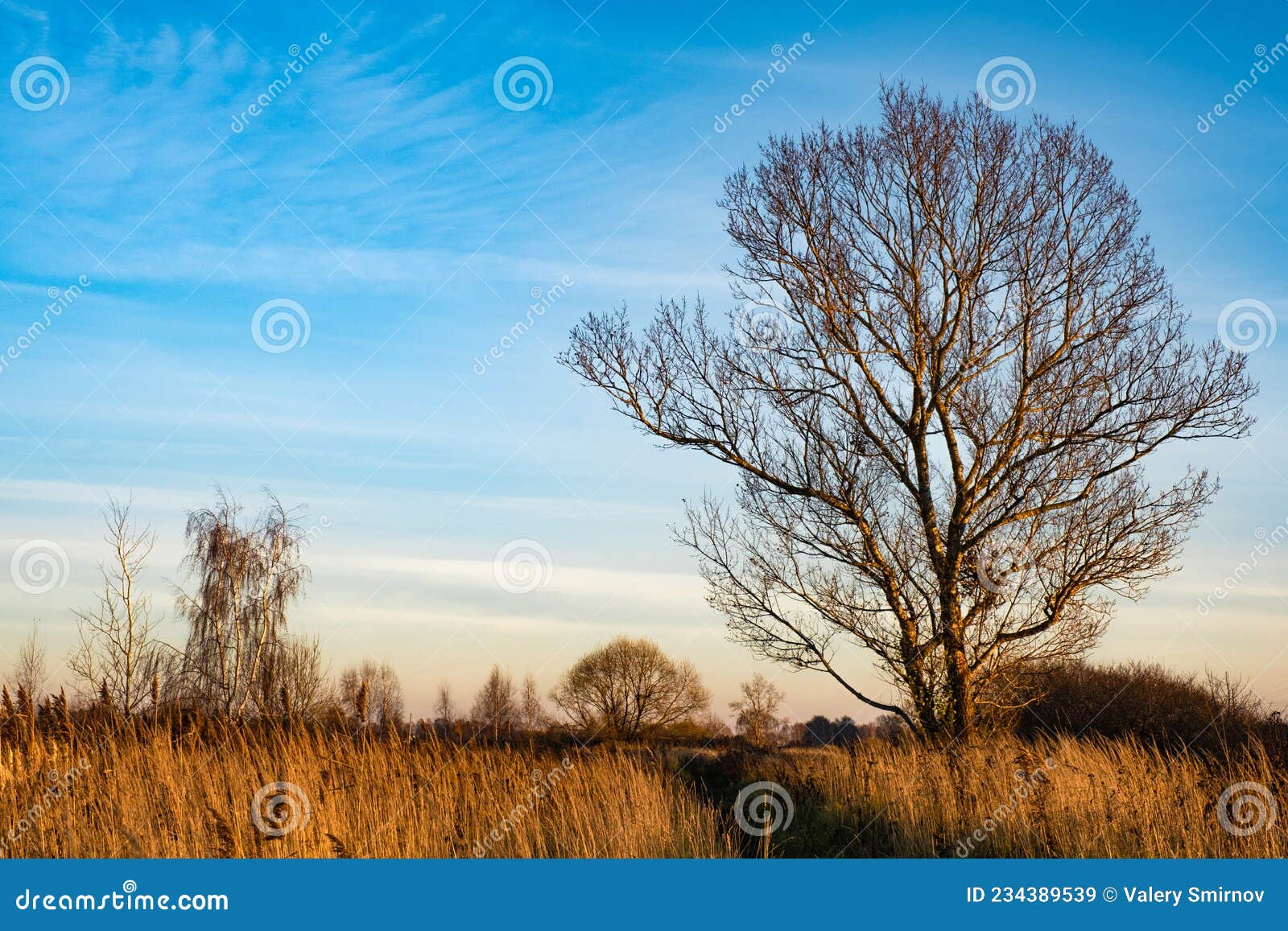 A Large, Branching Tree. Overgrown Tree Leaves Royalty-Free Stock Image ...