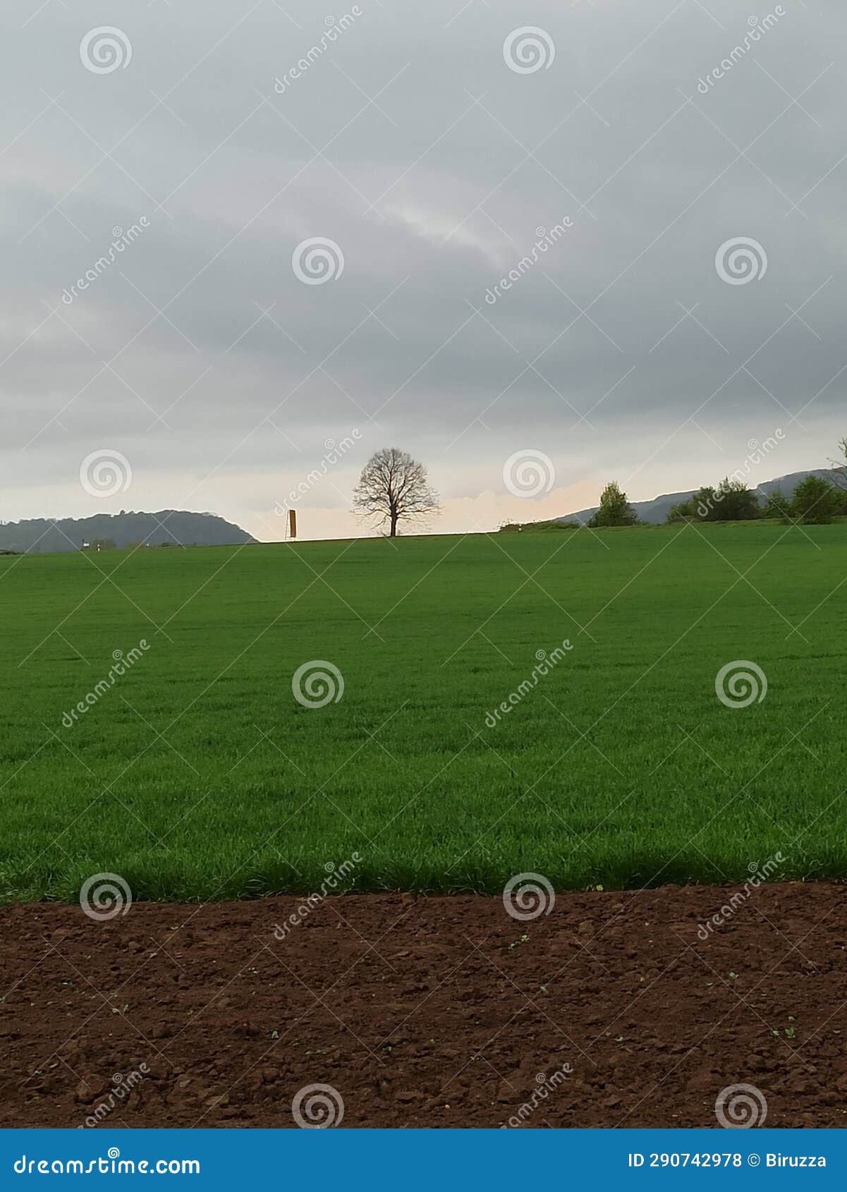 Lonely and Large Tree in the Middle of a Field Stock Photo - Image of ...