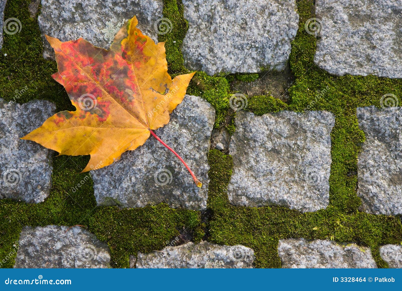 Lonely leaf stock photo. Image of green, orange, autumn - 3328464