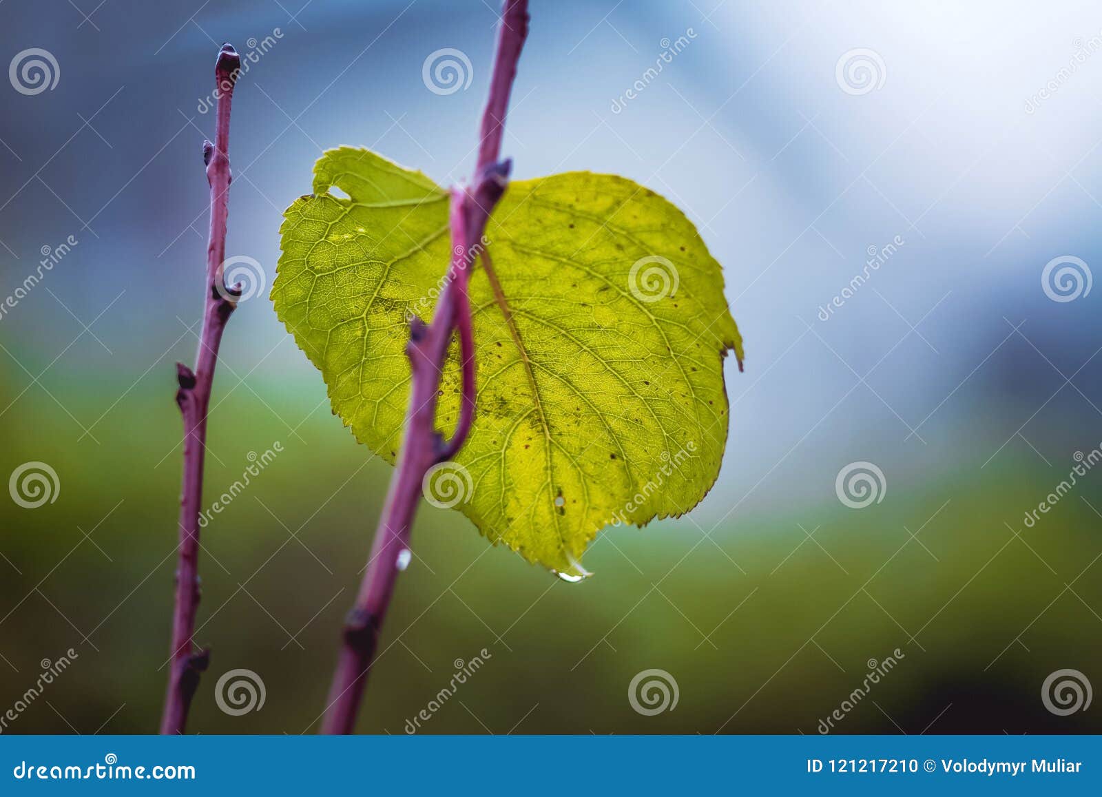 Lonely Leaf on a Branch in the Fall in Rainy Weather_ Stock Photo - Image of garden, botany ...