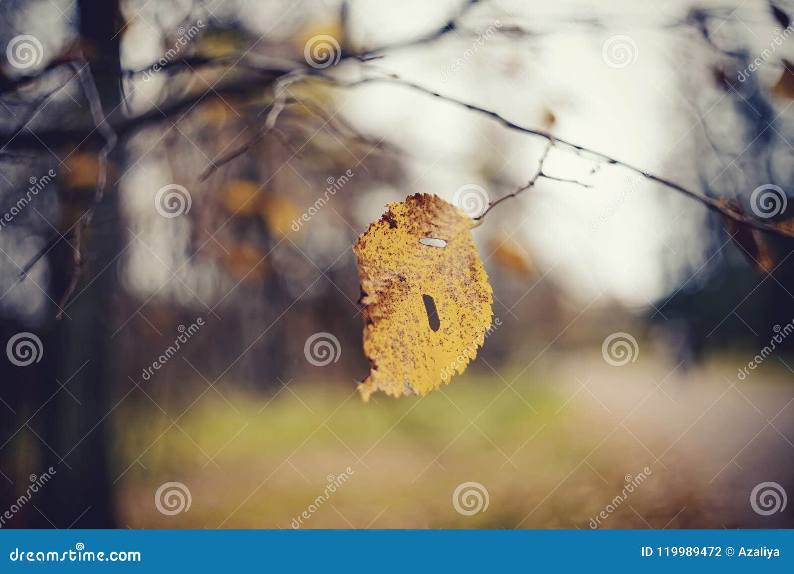 Lonely leaf late fall. stock photo. Image of background - 119989472