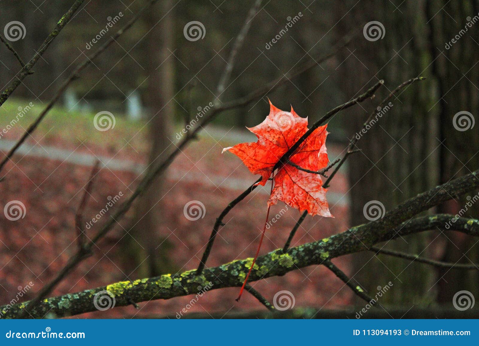 Lonely leaf on a tree stock image. Image of lonely, outdoorphotography ...