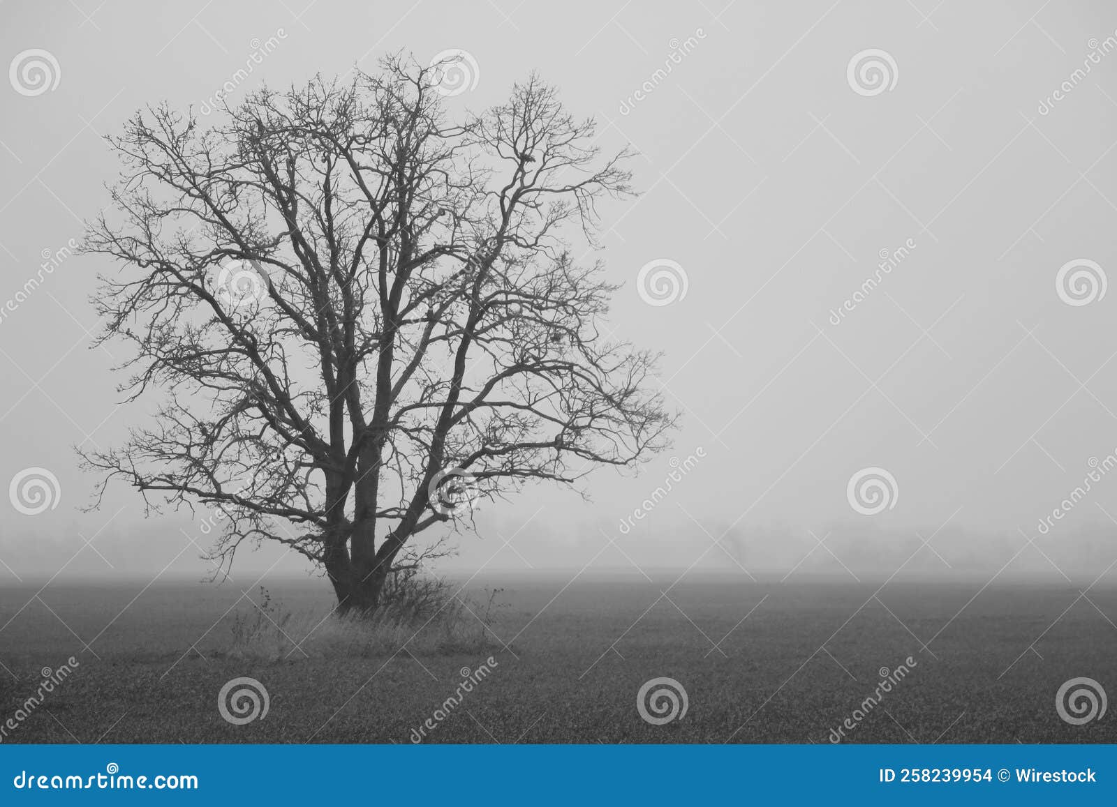 Lonely Leafless Tree on a Misty Autumn Morning Stock Photo - Image of ...