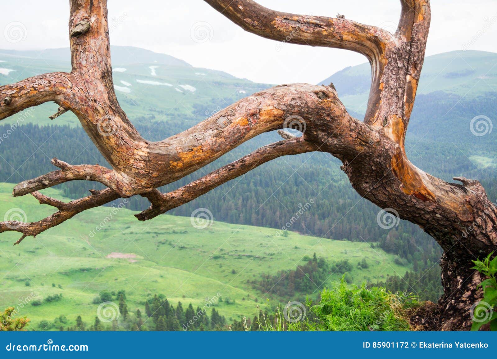 Lonely Leafless Tree on the Mountain, Close Up, Nature Background Stock ...