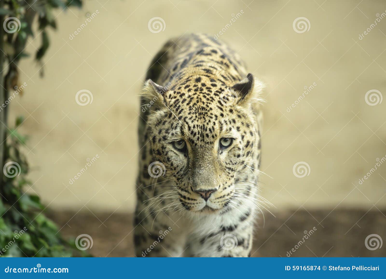 Lonely Leopard stock photo. Image of eyes, front, carnivore - 59165874