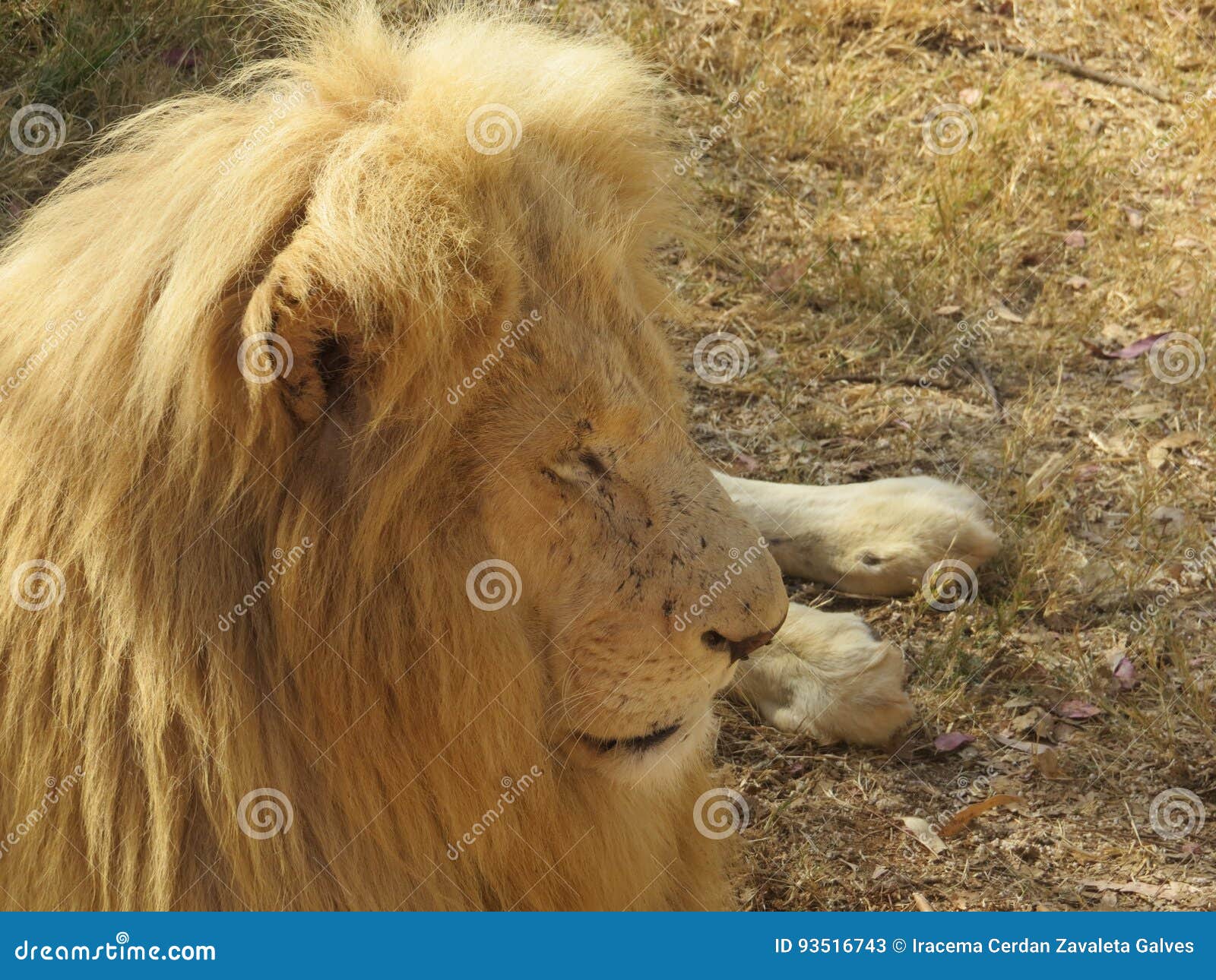 A lonely lion stock image. Image of lonely, africa, king - 93516743