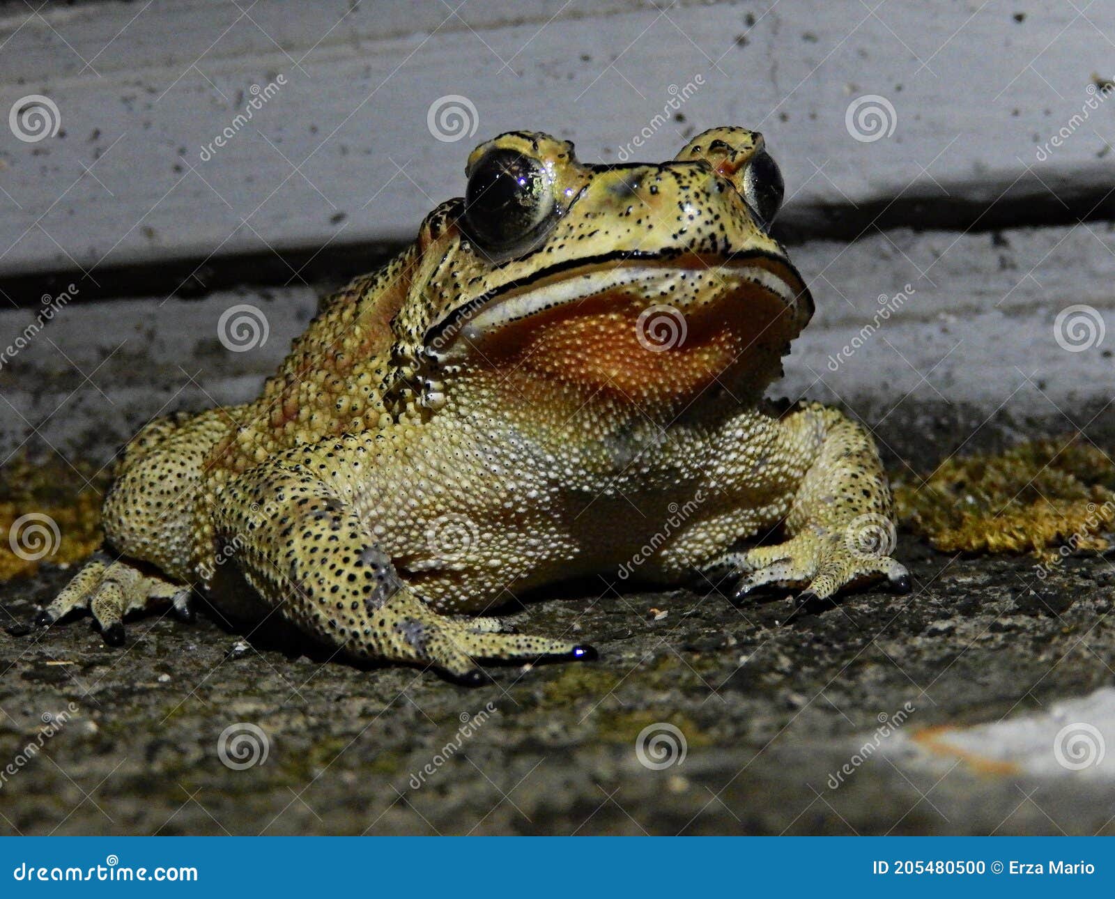 Lonely a little froggy stock photo. Image of turtle - 205480500